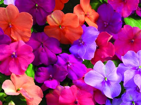 Colors Of Impatiens Flowers
