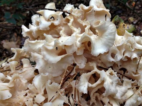 Cauliflower Fungus