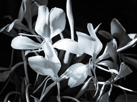 Ginger Lily The Mono Awards