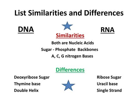 Similarities Between Dna And Rna