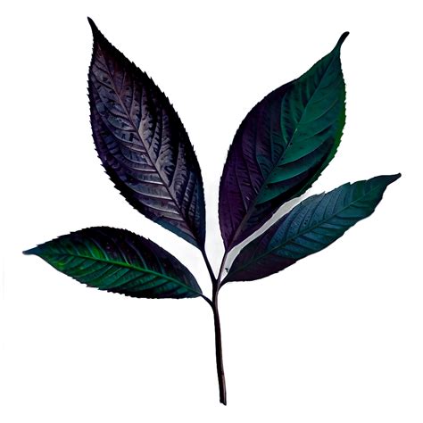 Download Dark Leaves Png 05042024