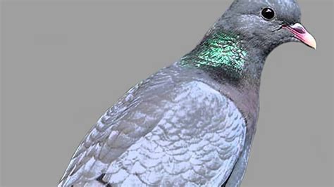 Звуки природы Клинтух Красивое пение птиц Голоса птиц Youtube