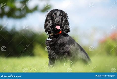 Cocker Spaniel Nero In Giardino Fotografia Stock Immagine Di Nero