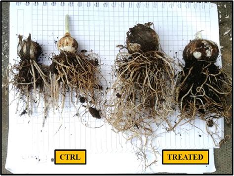 Increased Root Growth Of Allium Sativum Following Microbial