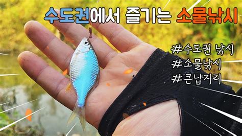 수도권 어디든 떠나는 가을 막바지 농수로 소물낚시 Youtube