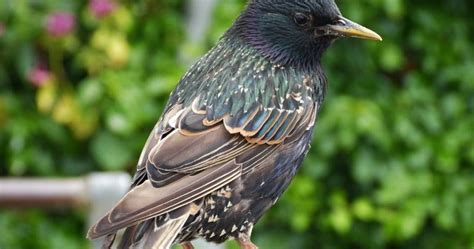 Musings N Scribblings Of A Philanthrope Starling Murmurations