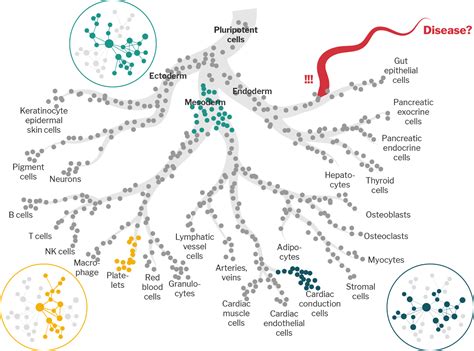 Gene Regulatory Network Remodeling