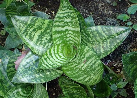 5 Tipos De Sansevieria Características E Ideas Para Decorar Con Ellos