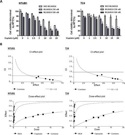 Cisplatin Combined With Mln4924 Elicits A Synergistic Effect On The
