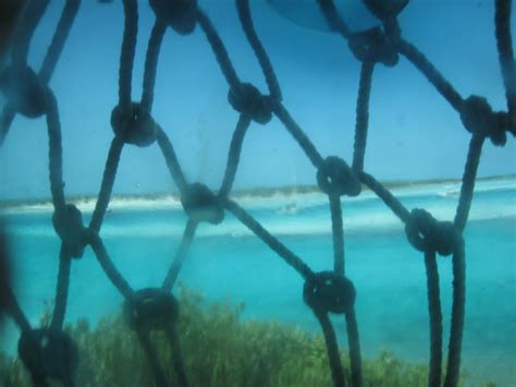 무료 이미지 물고기 암초 자유 의지 바하마 수상 스포츠 해양 생물학 수중 다이빙 2400x1800 234811 무료 이미지 Pxhere