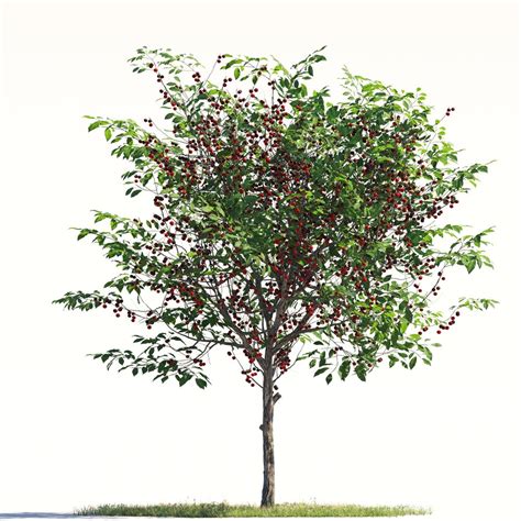 Cherry Tree 02 3d Model Download Trees On
