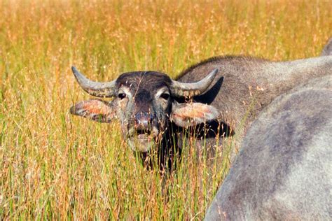 Water Buffalo Chewing Cud In Morning Sunlight In Wilpattu National Park