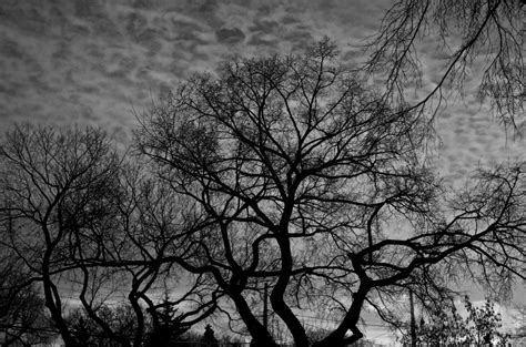 Naked Tree In The Busy Sky PentaxForums Com