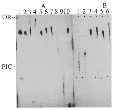Electrophoresis In Citrate Buffer PH A And Borate Buffer PH Download Scientific