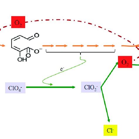 A Simplified Model Illustrating The Oxygenase Dependent Anaerobic