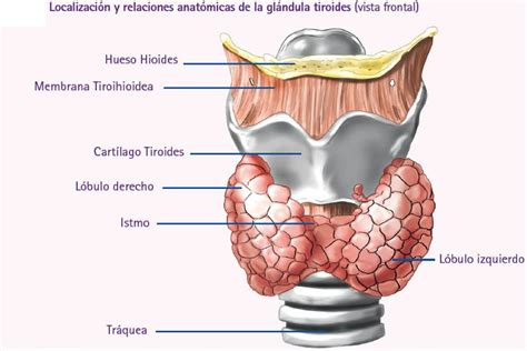 Anatomía De La Glándula Tiroides