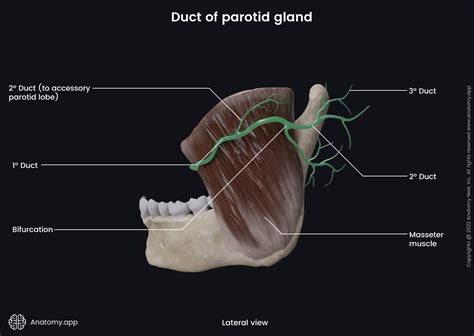 Salivary Glands Encyclopedia Anatomyapp Learn Anatomy 3d