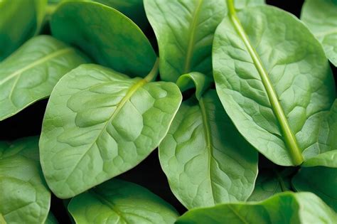 Spinach Leaf Structure Images Free Download On Freepik