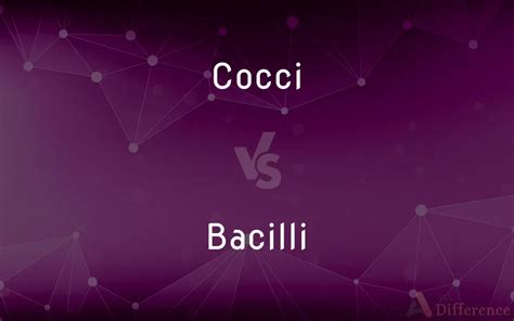 Cocci Vs Bacilli — Whats The Difference