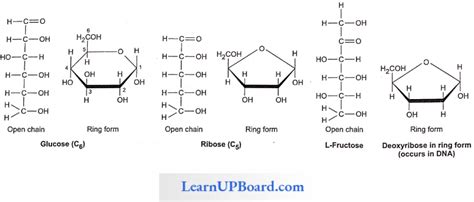 Neet Biology Notes Biomolecules Learn Up Board
