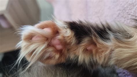 My Torbie Rescue Cats Toebeans 🐾 Rtoefeathers