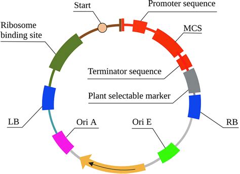 Schematic Representation Of The Expression Vectors Used In Plants