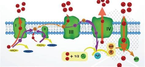 Mecanismos Del Estrés Oxidativo Engormix