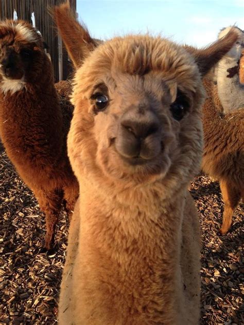 37 Alpacas That Will Make Your Day Bored Panda