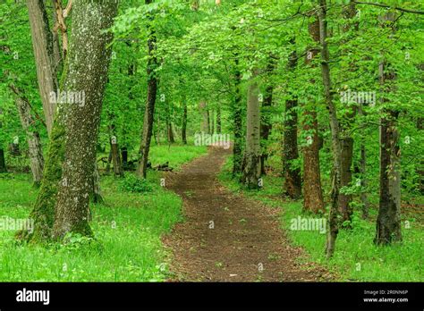 Path Leads Through Deciduous Forest Albtrauf Swabian Alb Baden