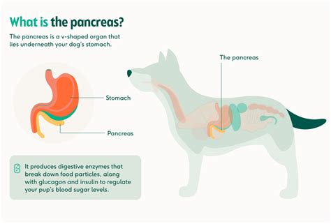 Pancreatitis In Dogs Treats For Dogs With Pancreatitis New Arrivals