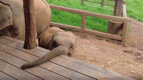 🇹🇭 치앙마이 일주일살기 2편 Youtube