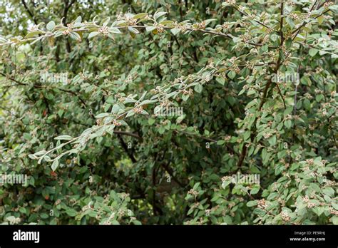 Cotoneaster Hybridus Pendulus Tree In The Summer Season Dorset Uk
