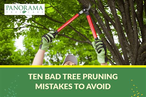 Bad Tree Pruning Mistakes You Should Avoid