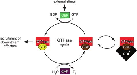 2 Schematic Representation Of The Gtpase Cycle Upon An External