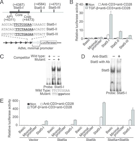 Stat5b Regulates The Enhancer 2 Activity A Positions Of The