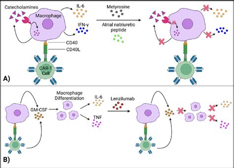 Methods For Regulating Macrophages Cytokine Activity A Interruption Download Scientific