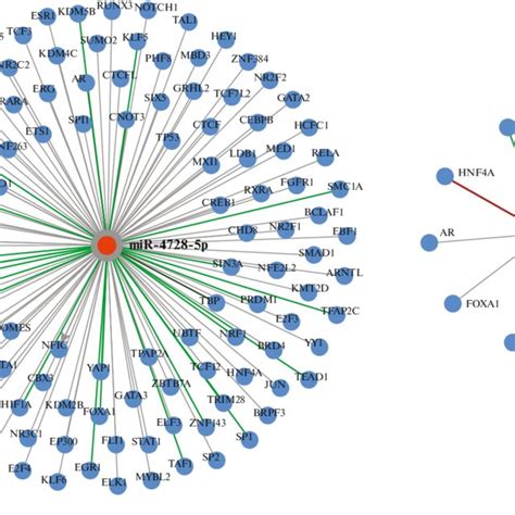 Mirna Tf Regulatory Networks Download Scientific Diagram