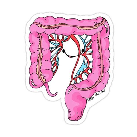 Cuddly Colon Anatomy Doodle Sticker For Sale By Freshcrayonsart