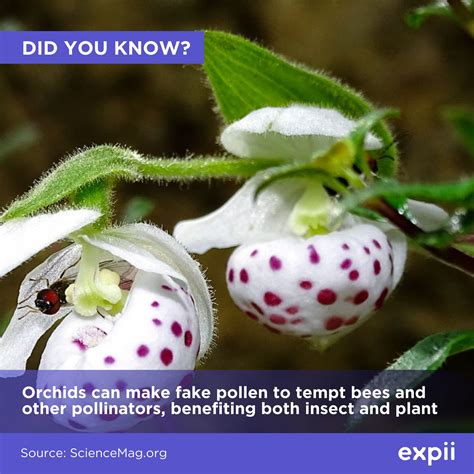 Expii Orchids Are Among The Most Devious Flowering Plants On The