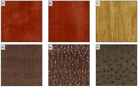 Hardwood Texture Longitudinal And Transverse Sections A1 A2 Fine