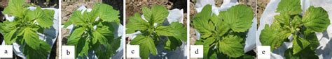 Sesame Leaves After 1 Day Of Spraying With Selenium A 0 Mgl B