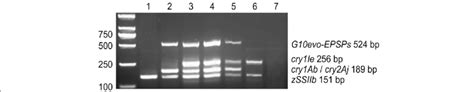 Multiple Pcr Detection Of Stacked Trait Gm Maize 12 5 × Ie034 And Its Download Scientific