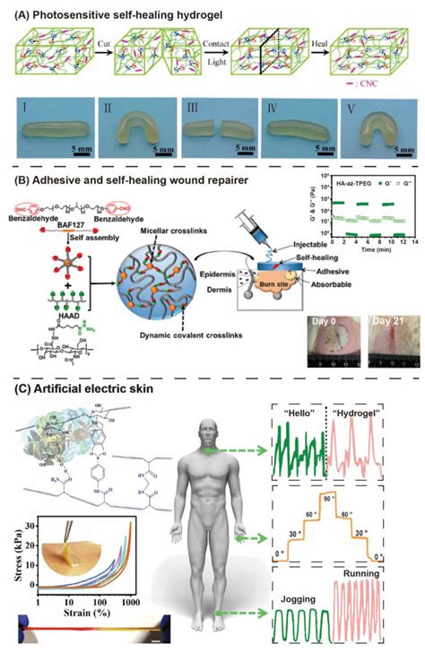 Dynamic Covalent Hydrogels Strong Yet Dynamic Pmc