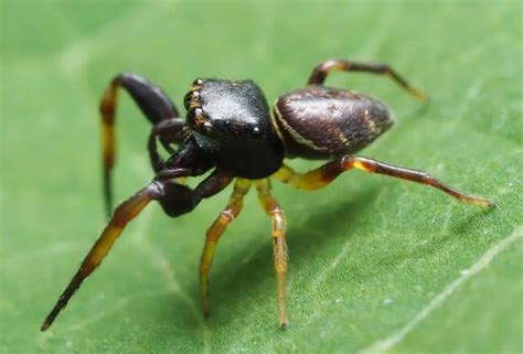 38 Spiders In Oklahoma Pictures And Identification