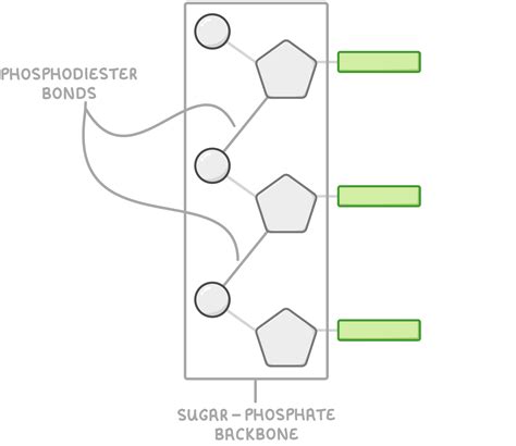 Nucleic Acids Dna And Rna Revision Notes A Level Biology Aqa Cognito