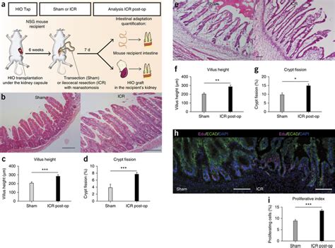 Engrafted Human Intestinal Tissue Responds To Humoral Factors Following Download Scientific