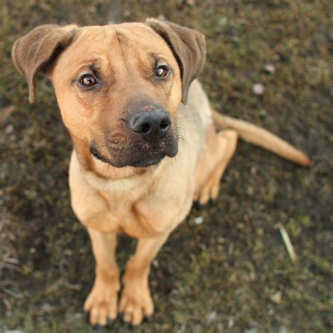 J J German Shepherd Pit Bull Terrier Mix Pitbull Mix Shepherd Mix
