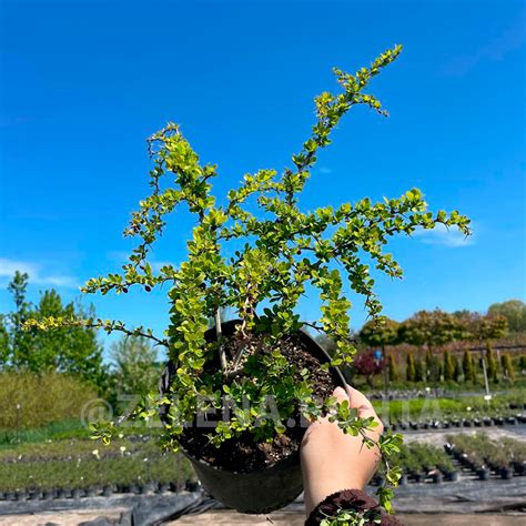 Барбарис Тунберга 'Green Carpet' / Berberis Thunbergii 'Green Carpet ...