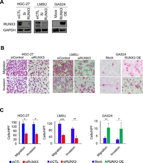 Aberrant Upregulation Of Runx3 Activates Developmental Genes To Drive Metastasis In Gastric