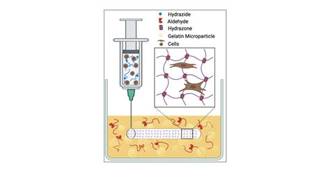Fresh Bioprinting Of Dynamic Hydrazone Cross Linked Synthetic Hydrogels